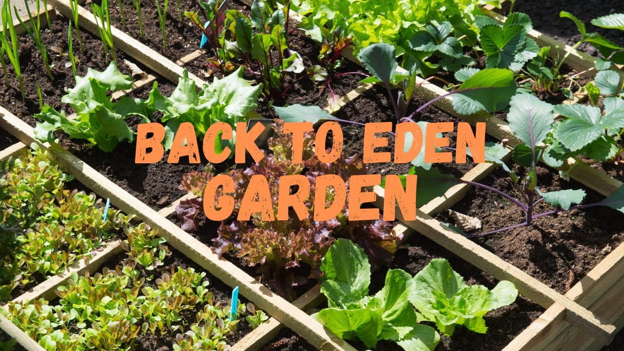 Garden Fail? How to adapt and over come 4-27-20 update - YouTube