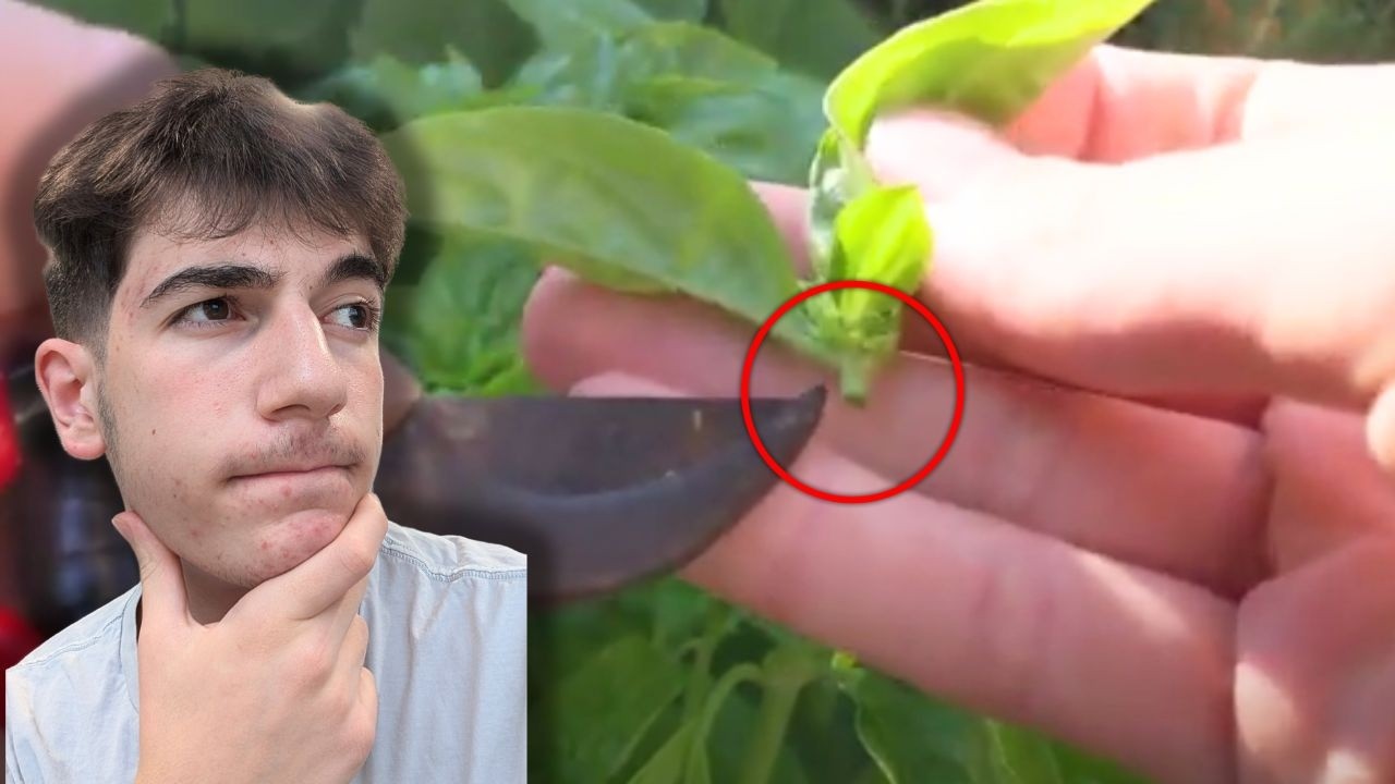 How To Prune Basil So It Lasts Forever. (Infinite ♾️ Basil Hack!) - YouTube