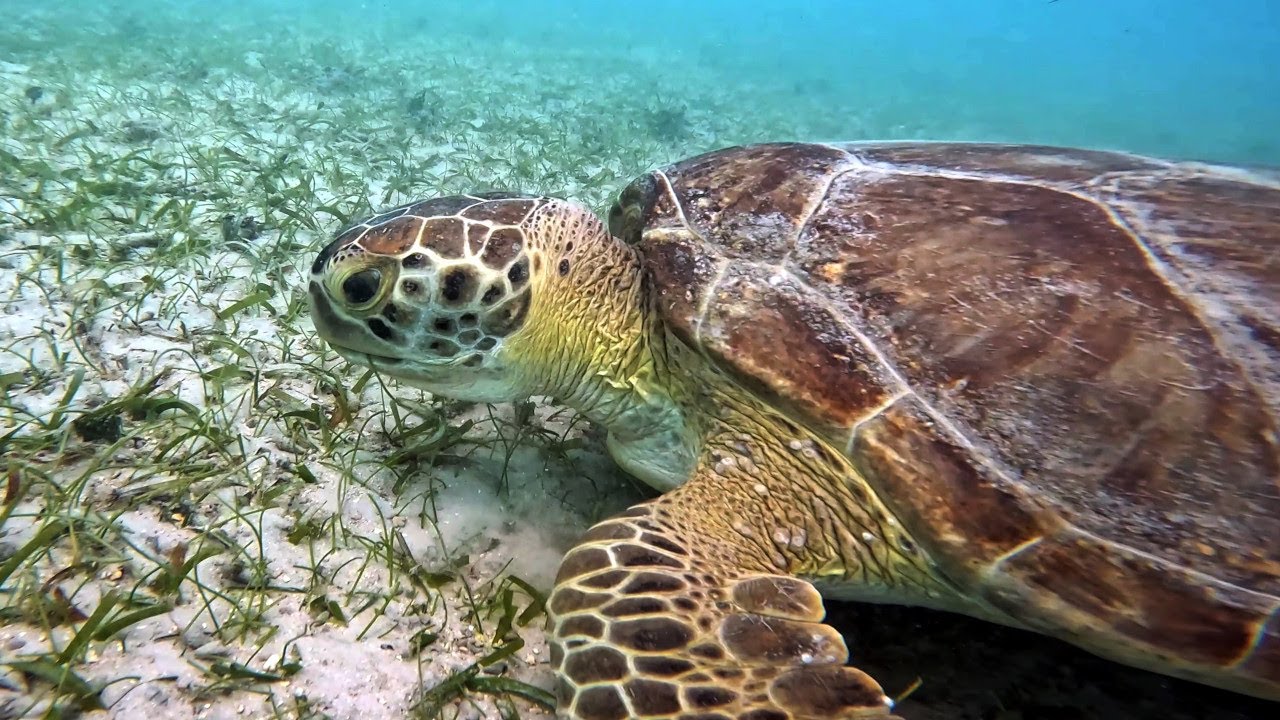 St. John - USVI, Sea Turtles - YouTube