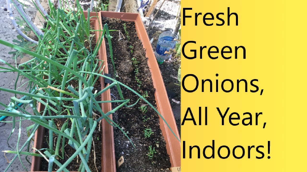 (Video 67) How To Grow Green Onions Indoors From Leftovers | Start To ...