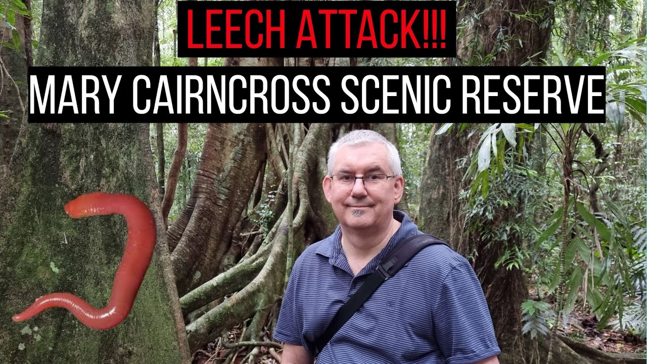 Discover The Beauty Of Mary Cairncross Scenic Reserve In Queensland's ...