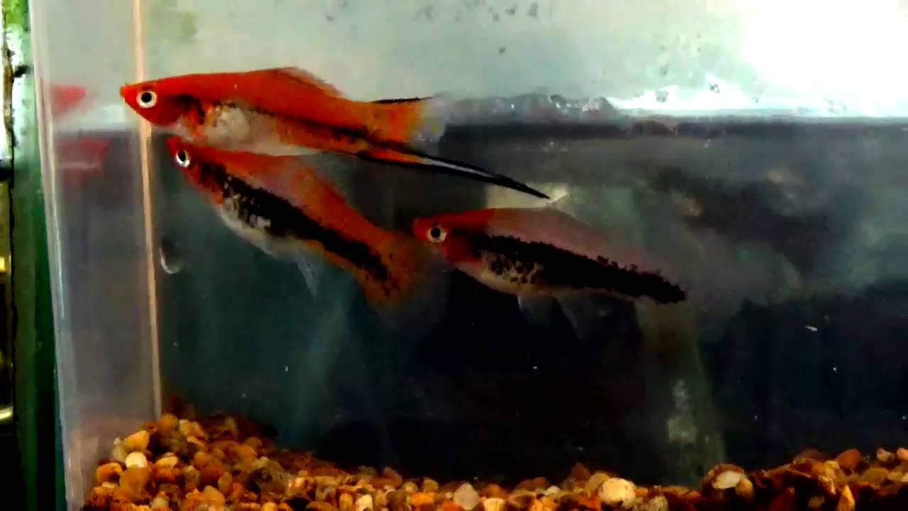koi sword trio #3 - YouTube