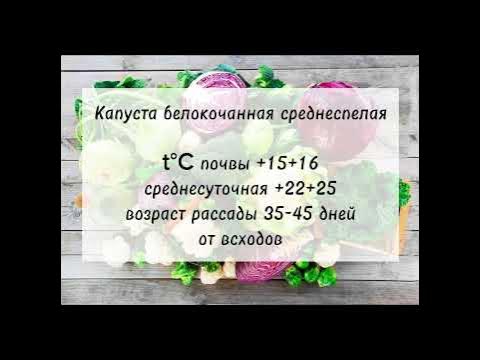 Ранние сорта белокочанной капусты #советысадоводам #ассортимент - YouTube