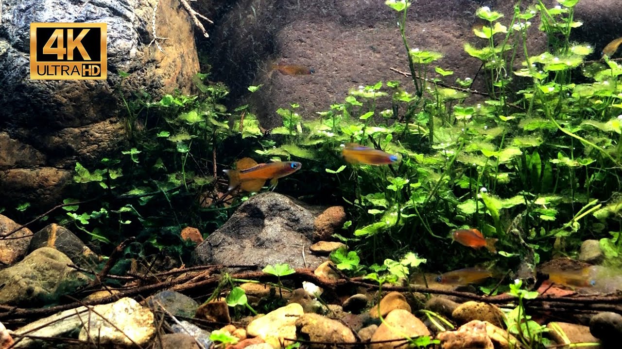 Red Neon Blue Eye (Pseudomugil luminatus) Biotope Aquarium Iweka River ...