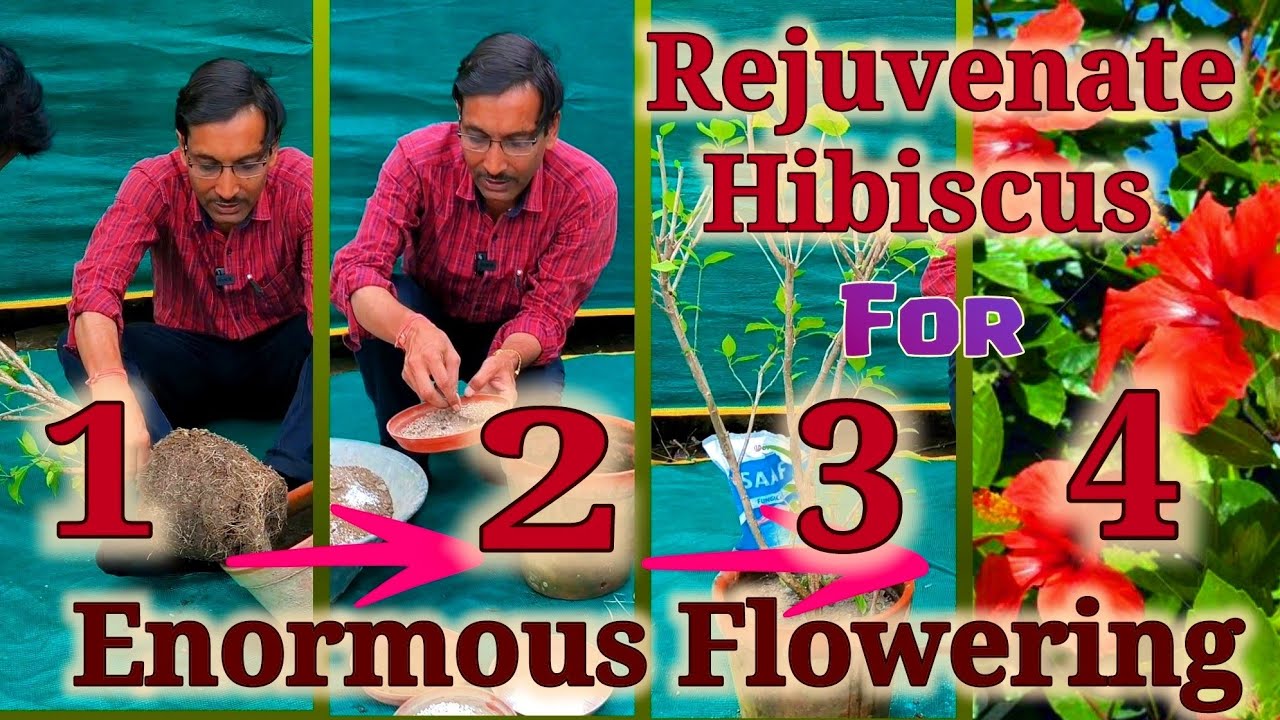 4 Easy Steps to Rejuvenate Old Hibiscus Plant for getting Enormous ...
