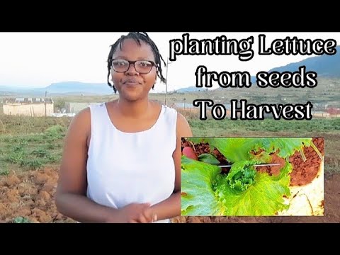How To Grow Lettuce From Seed To Harvest | Farming in South Africa ...