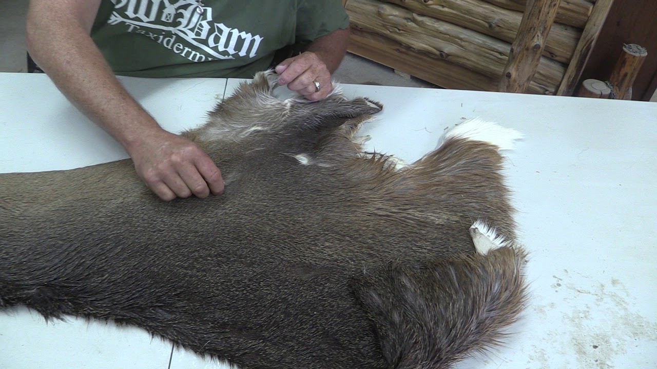 Tanned Whitetail Deer Cape For Sale 7 1/4" X 22" OBT1236 - YouTube