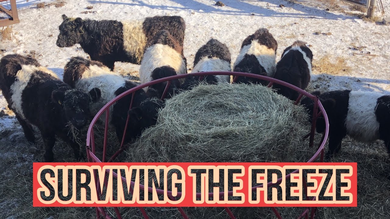Helping Cattle Survive Freezing Temperatures - YouTube