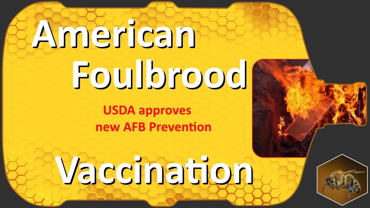 Bee Vaccine American Foulbrood | USDA Conditional Approval - YouTube