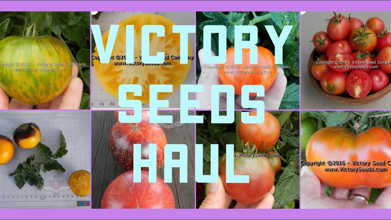 Victory Seeds Tomato Seeds Haul/Tomatoes from the Dwarf Tomato Project ...