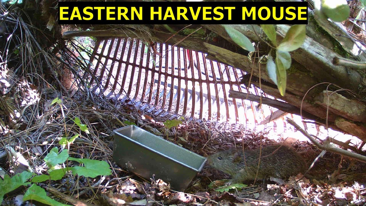 THE EASTERN HARVEST MOUSE with music by Lou Monte - YouTube
