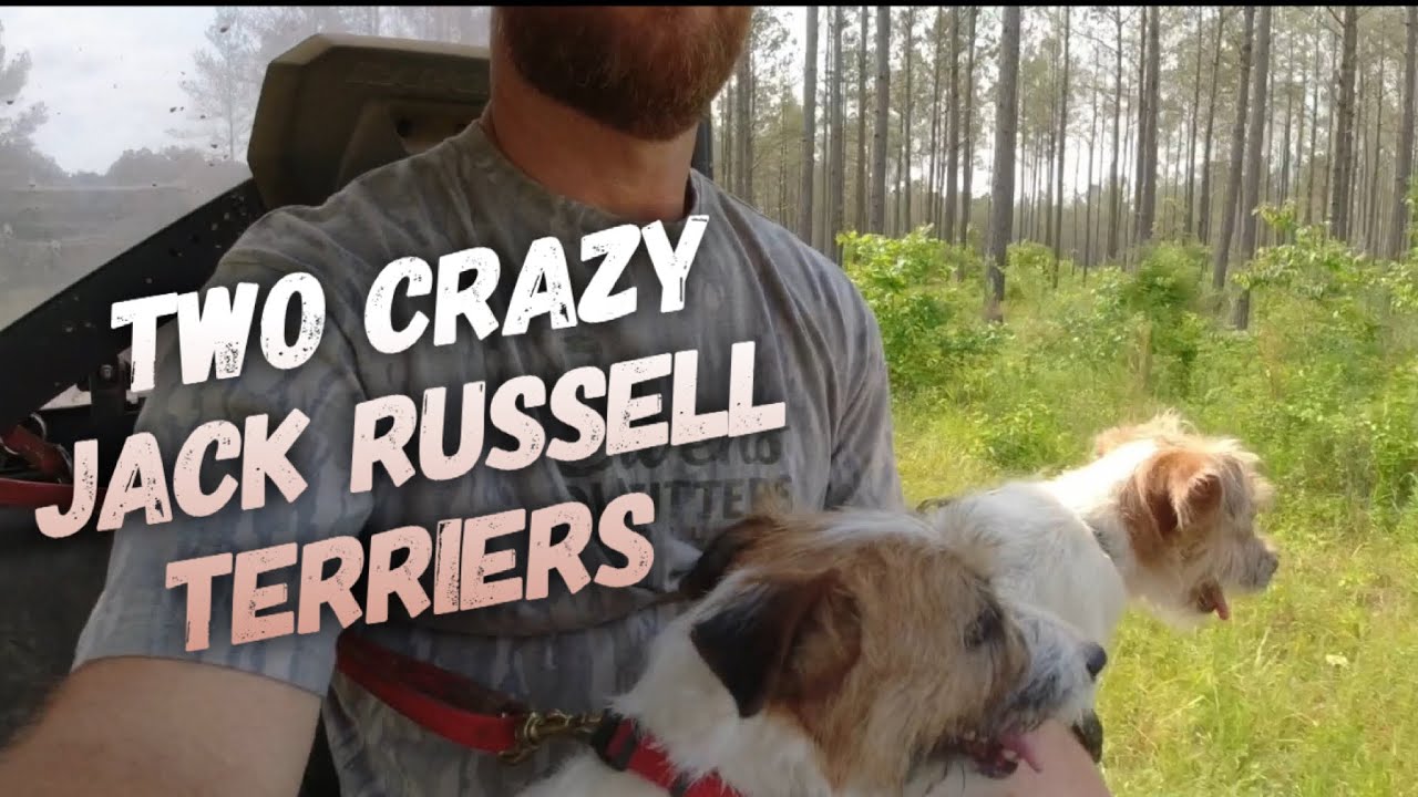 2 CRAZY JACK RUSSELL TERRIERS 🤣 Riding The Polaris Ranger - YouTube