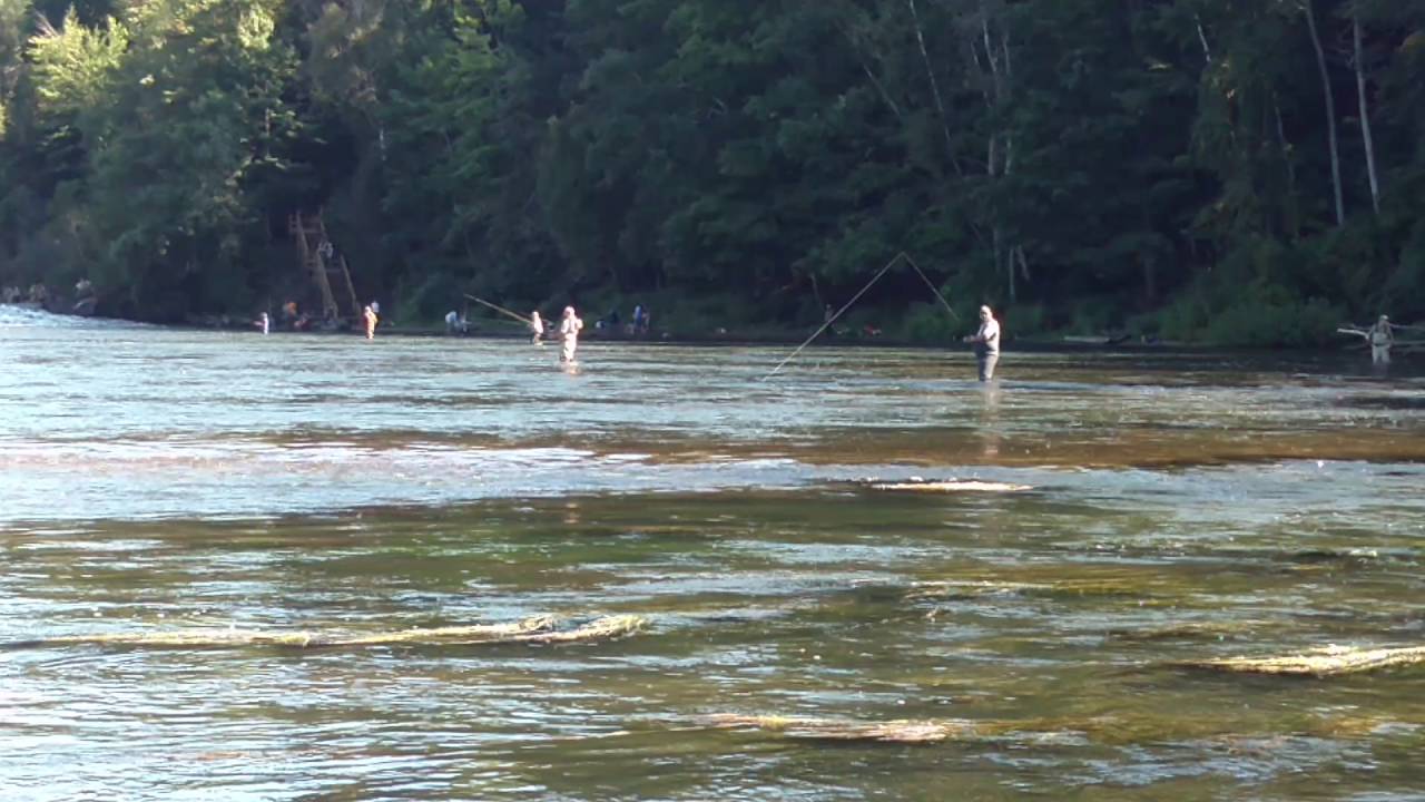 Folks Salmon fishing tippy dam on manistee river - YouTube
