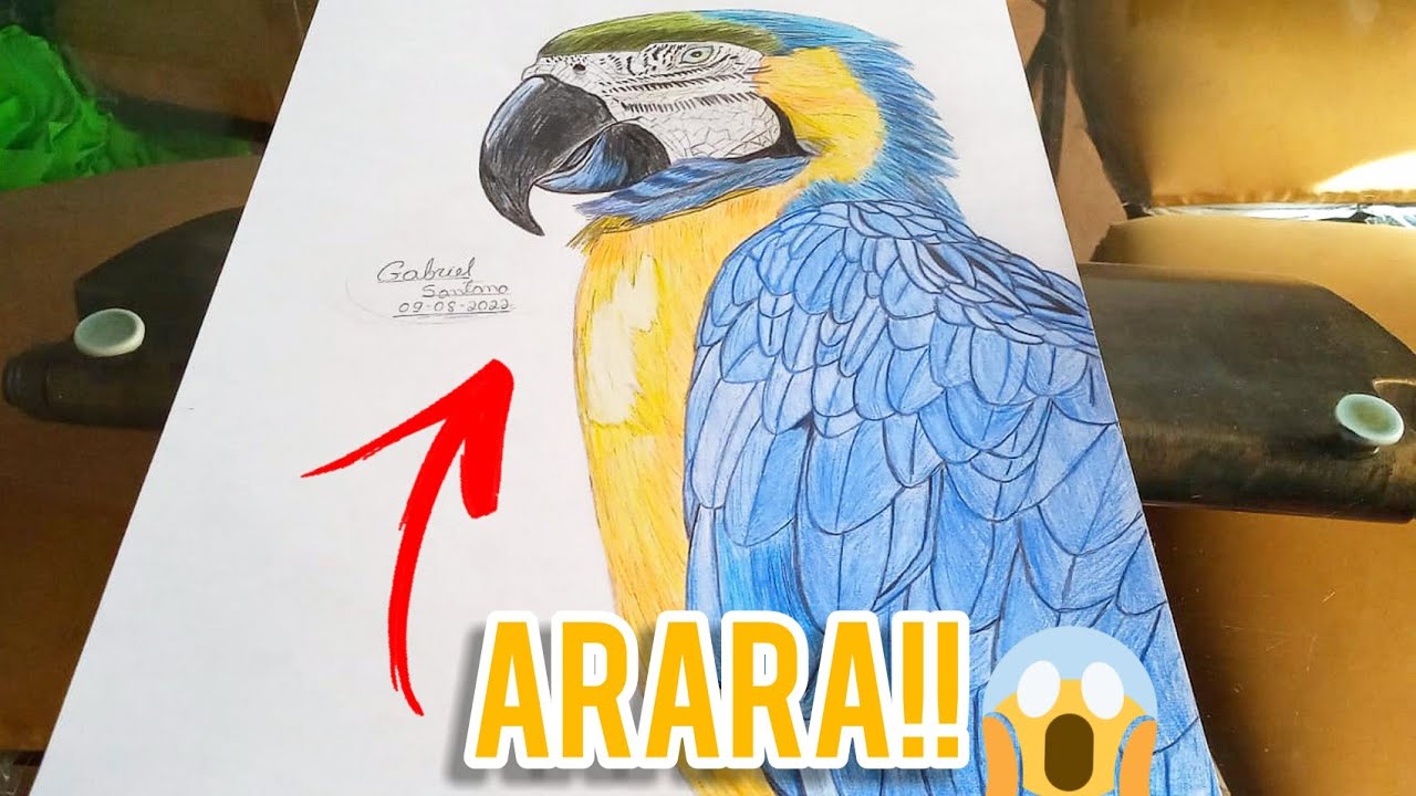 DESENHANDO UMA ARARA!!! 🦅 (Ficou muito Top!!) #timelapse #drawing - YouTube