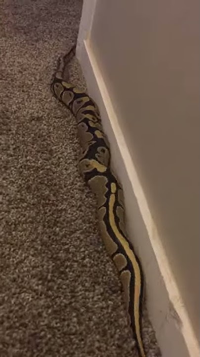 How does a ball python move? - YouTube
