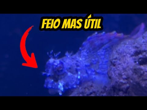 FEIO mas ÚTIL - BLÊNIO ROCK ALGAE - YouTube