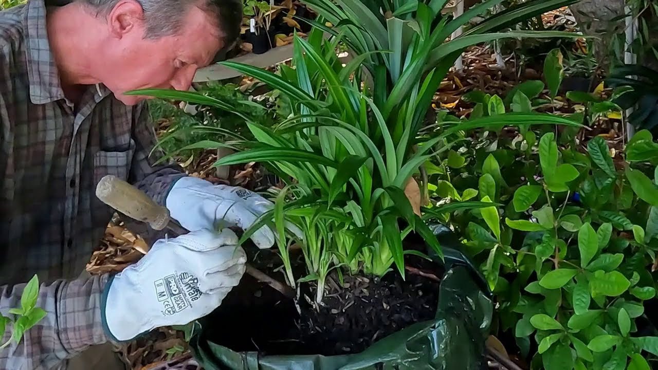 Part 2 - Pandan reproduction - Pandan amaryllifolius herb cuttings ...