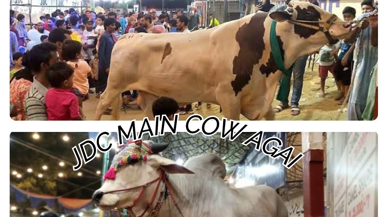 JDC Main Cow Agai || visit with twin Jdc - YouTube