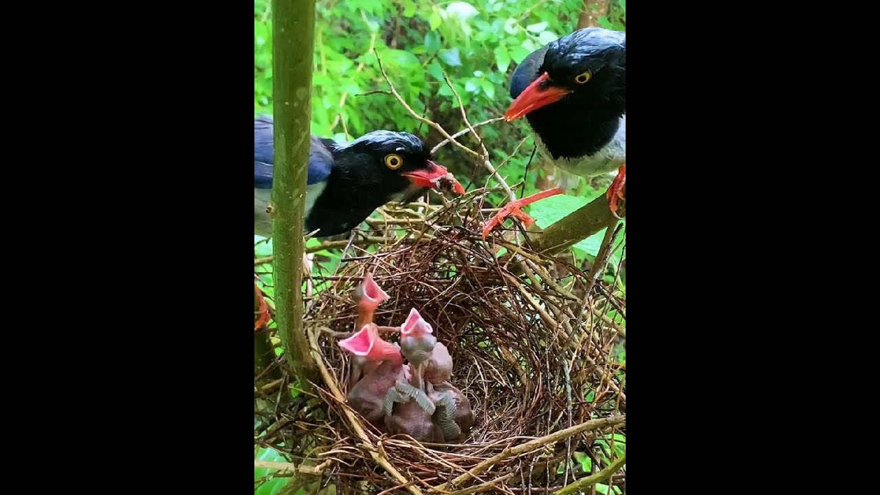 The husband did not bring food back, and the empty -handed wild animal ...
