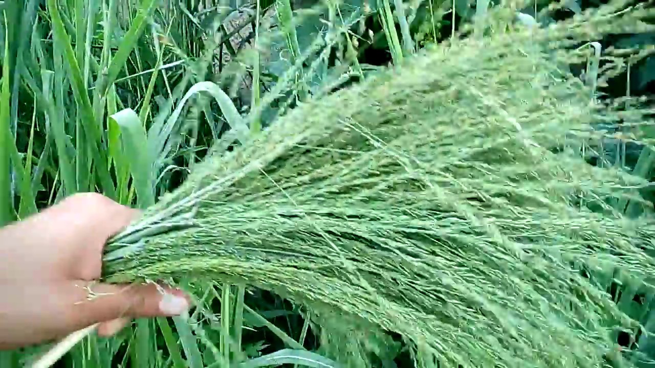 Caçando semente capim pendão! Na linhaa para os coleiros - YouTube