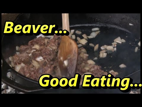 Are Beavers Good to Eat? Exploring Their Taste and Culinary Uses - Know ...