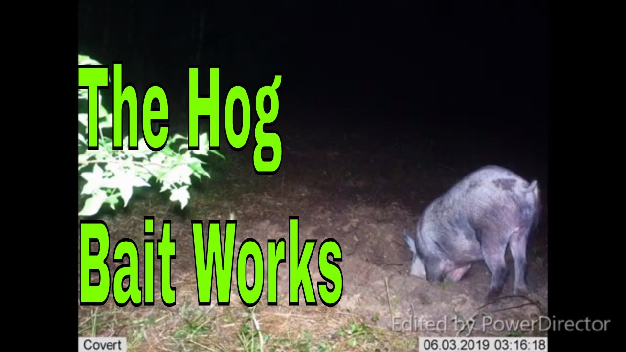 The Wild Hog Bait Works - YouTube