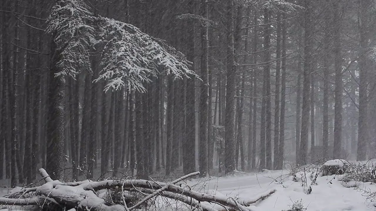 Snow / Relaxing Winter Background Sounds / Wind and Snow Ambiance / 2 ...