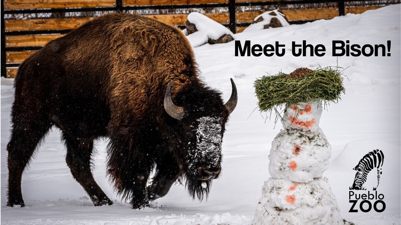 Virtual Field Trip to the Bison - YouTube