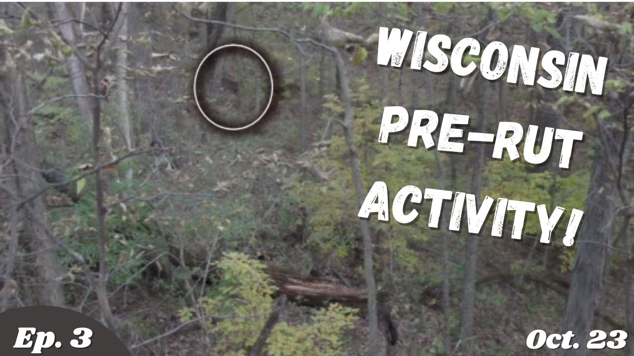 Pre-Rut Whitetail Activity! | Wisconsin Public Land - YouTube