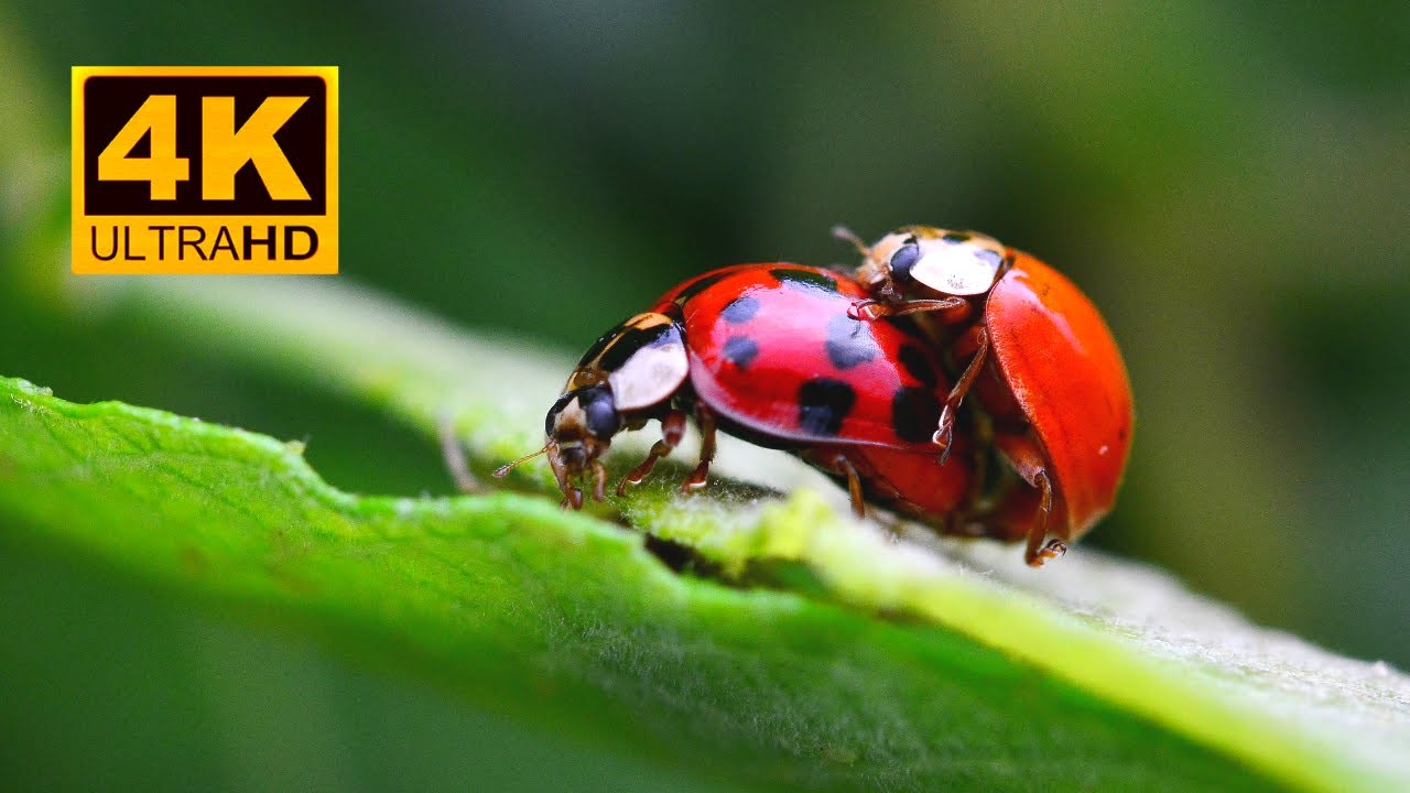 Lady Bug Mating Extreme Macro 4K Video || Coccinellidae || Red Bug ...