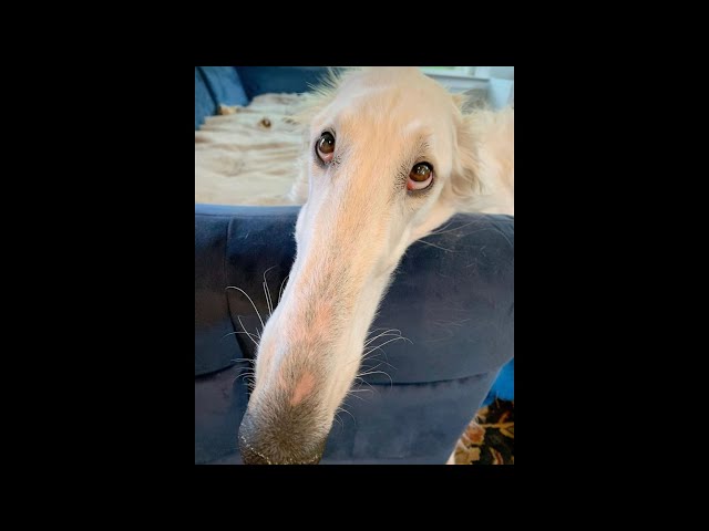 Dog Meme Anything For You