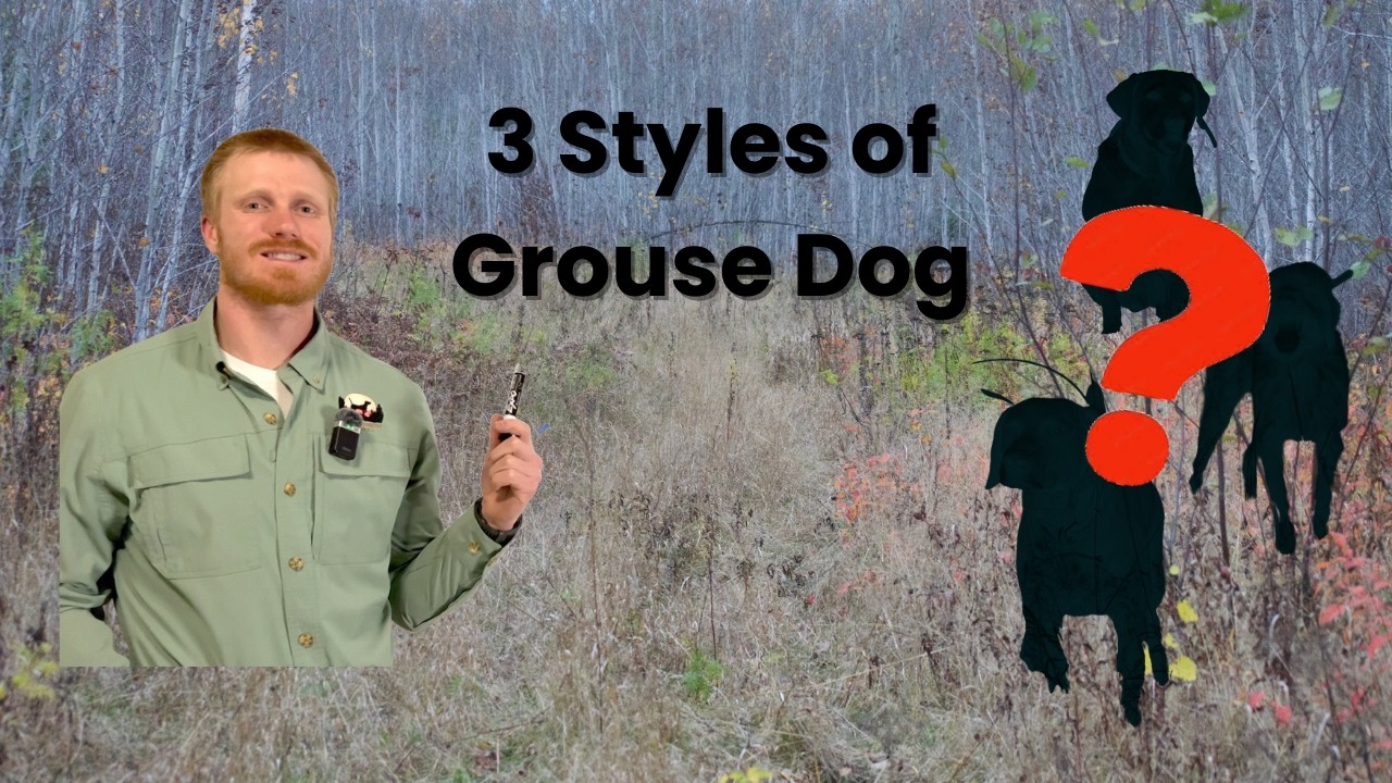 Professional Grouse Hunting Strategy (The Dogs we use) - YouTube