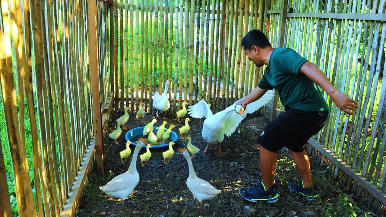 Farm's daily routine│Feeding all farm animals GEESE, GOATS, CHICKENS ...