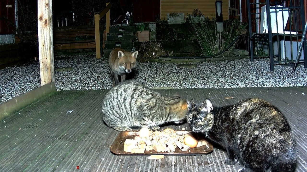 Fox and cat foodbank...... - YouTube