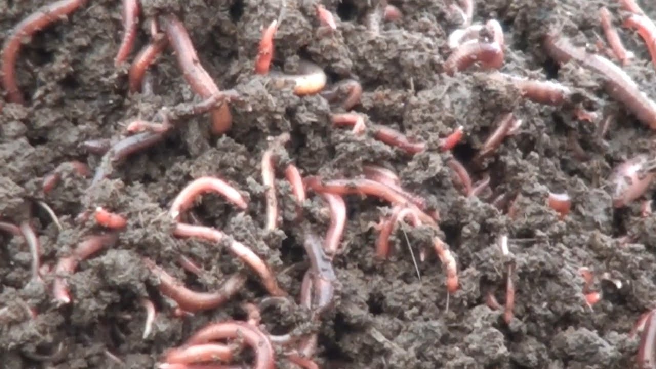 Vermi Compost - A Documentary Film | NEHA FILMS PATNA - YouTube