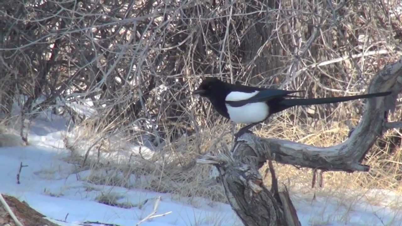 Magpies In Winter - YouTube