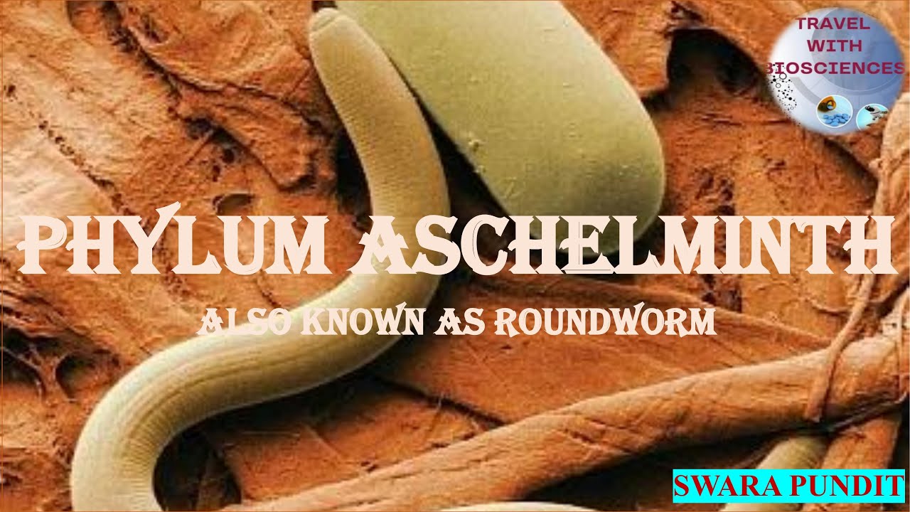 Demystifying the Classification of Aschelminthes: A Journey Through the ...