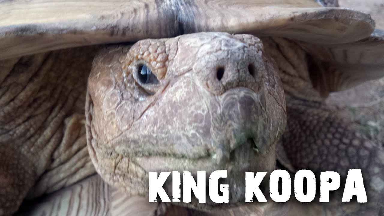 KING KOOPA - The Sulcata Tortoise - Pool Splashin' and Tomato Munchin ...