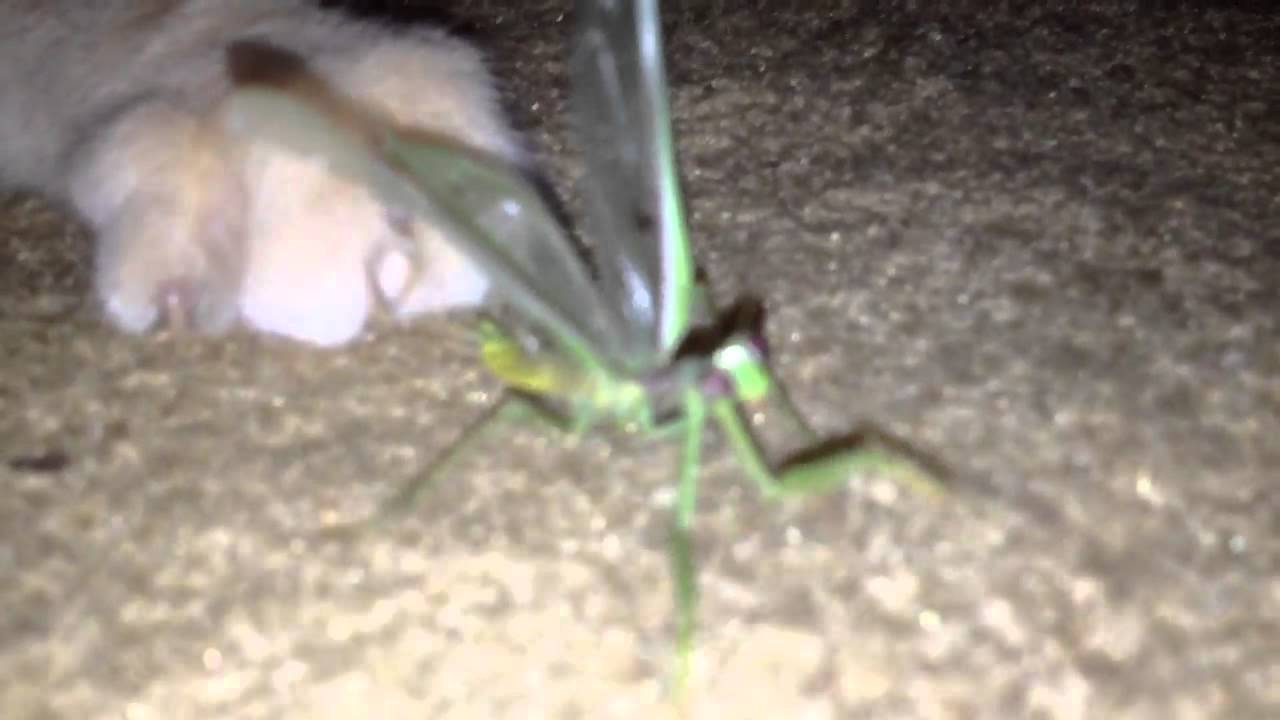 Cat vs Pray mantis - YouTube