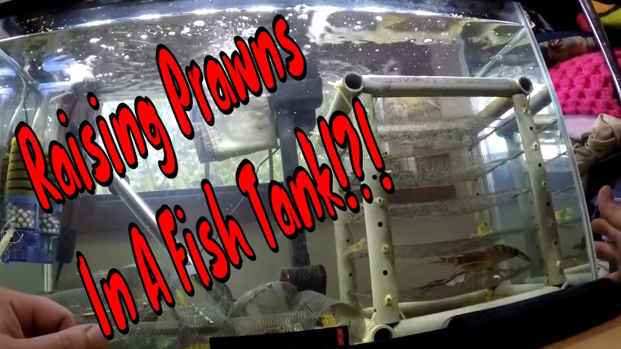 How To Raise Freshwater Prawns In A Fish Tank @KTPrawns - YouTube