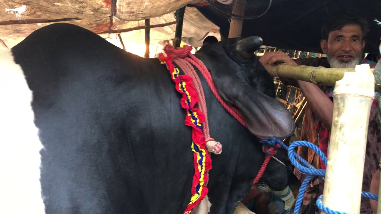 Heavyweight Exclusive Austral Bull | Kurbani Eid | Exclusive Goru Video ...