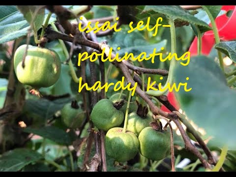 issai self-pollinating hardy kiwi vine in seattle, WA - YouTube