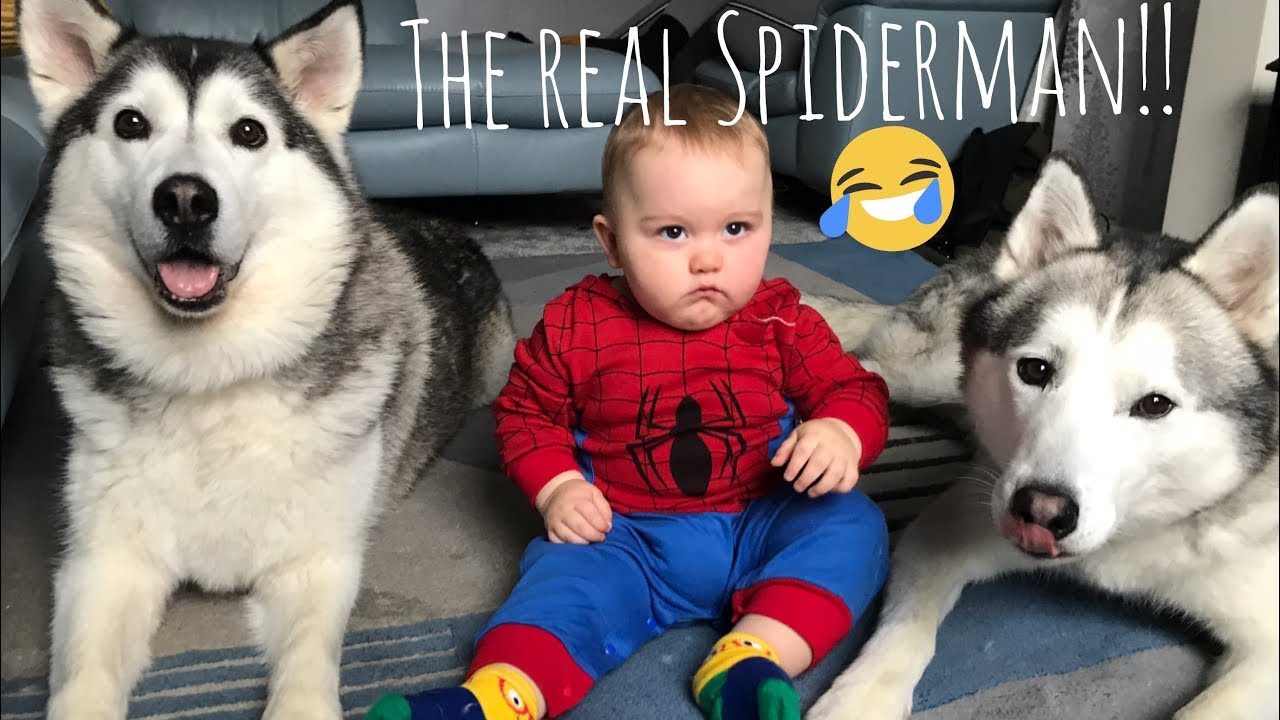 The “REAL” Spider-Man has 2 huskies! - YouTube