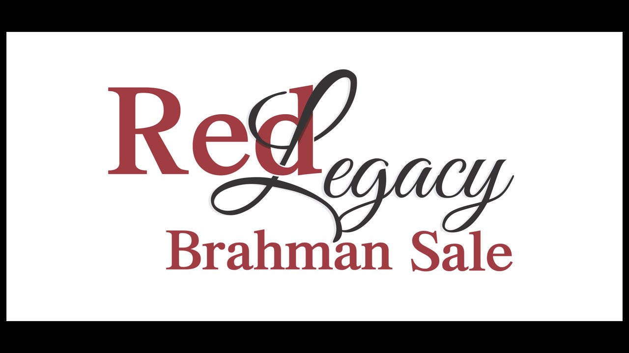 Red Legacy Brahman Sale 2023 - YouTube