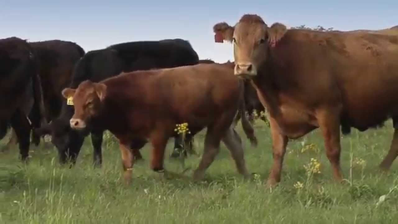 Strauss Free Raised® Veal - YouTube