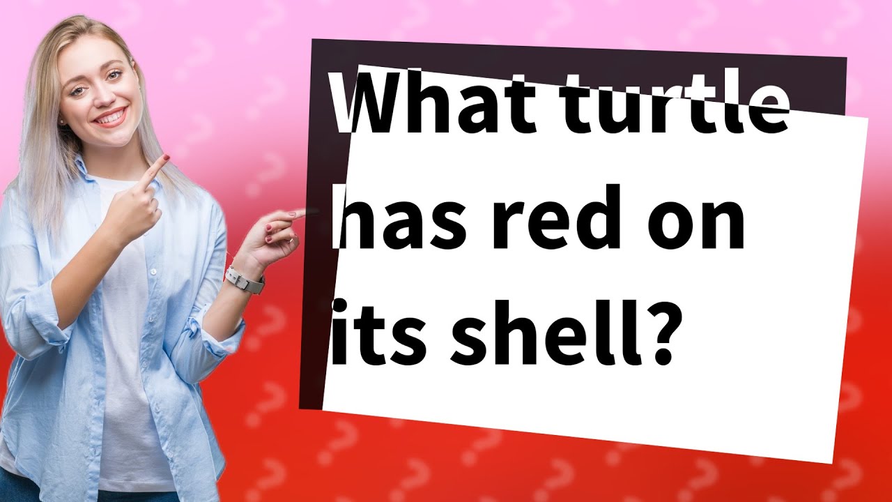What turtle has red on its shell? - YouTube