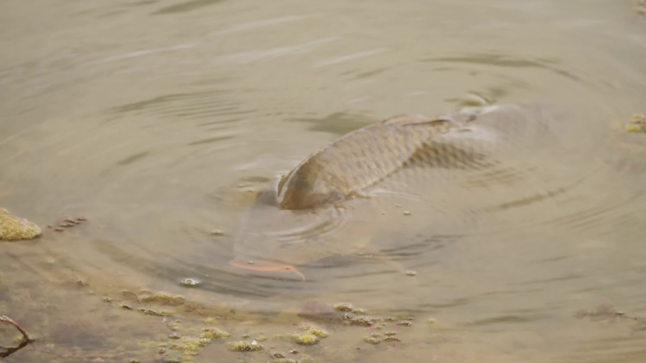 Carp feeding in shallow waters! - YouTube