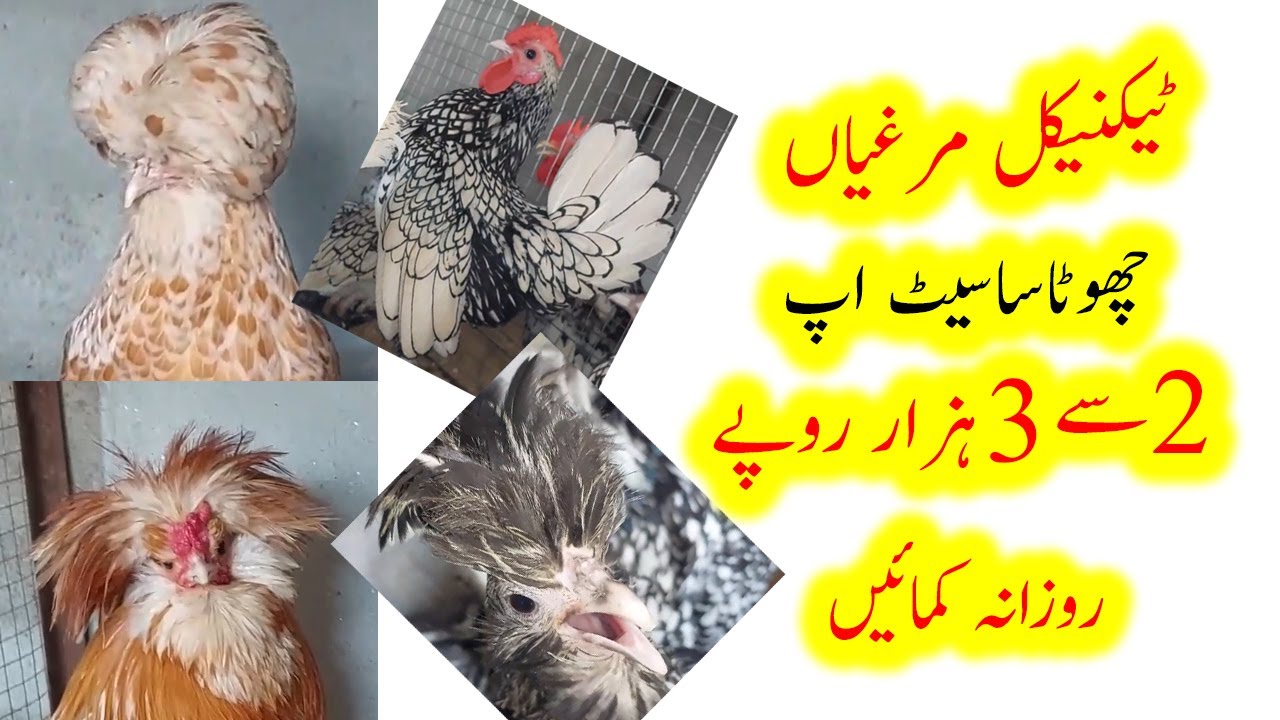 Fancy hen business in Pakistan | how grow fancy hen | Fancy hen farming ...