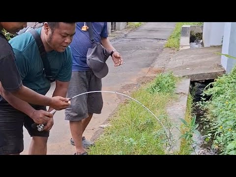 Rejeki Nomplok Nemu Ikan Besar di Selokan Pinggir Jalan 