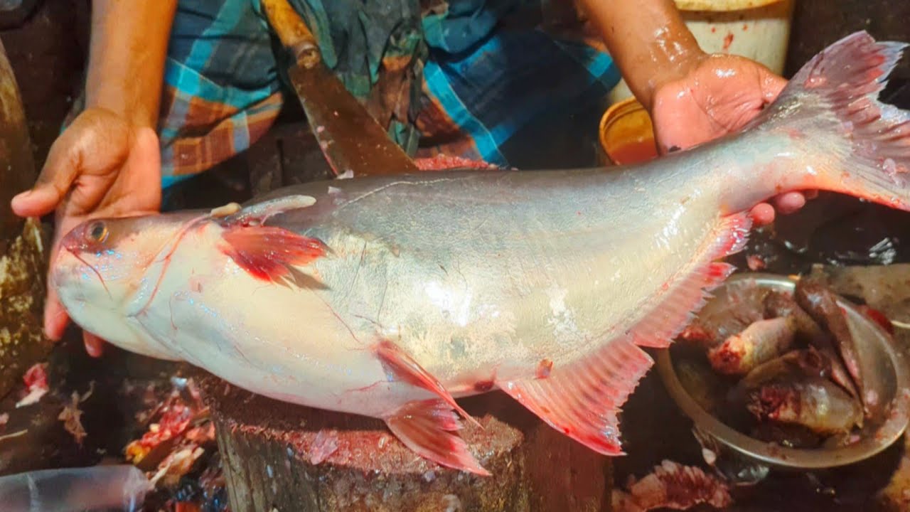 Amazing Huge Pangas Fish Cutting Skills In Bangladesh Fish Market By ...